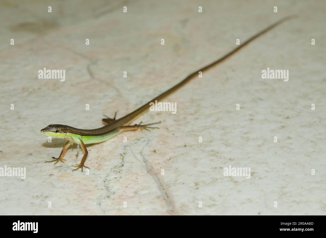 Long-tailed Grass Lizard, Takydromus sexlineatus, Sukawati, Bali ...