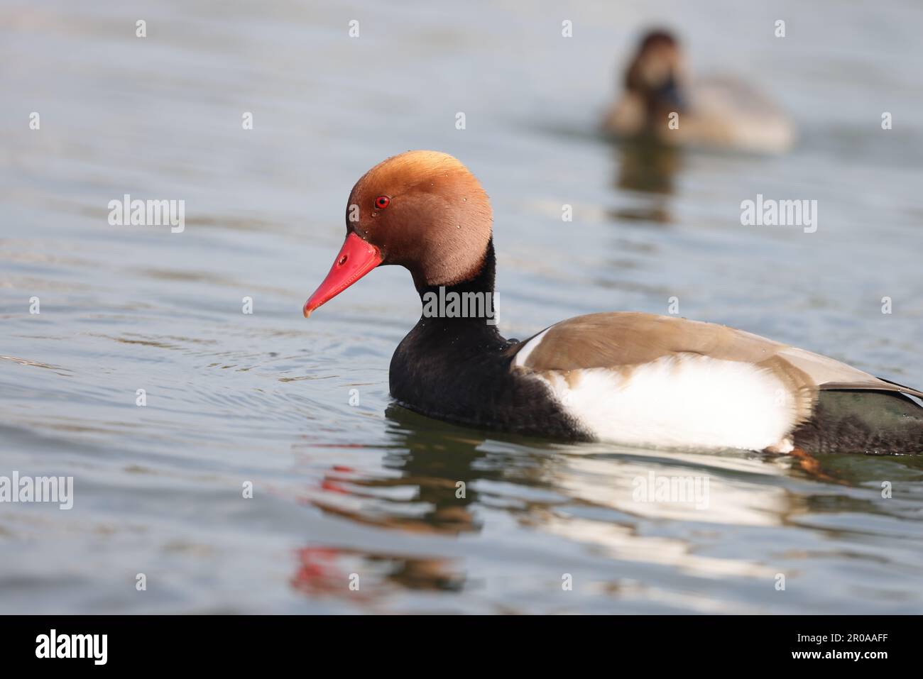 Red-crested Pochard (Netta rufina) male in Japan Stock Photo - Alamy