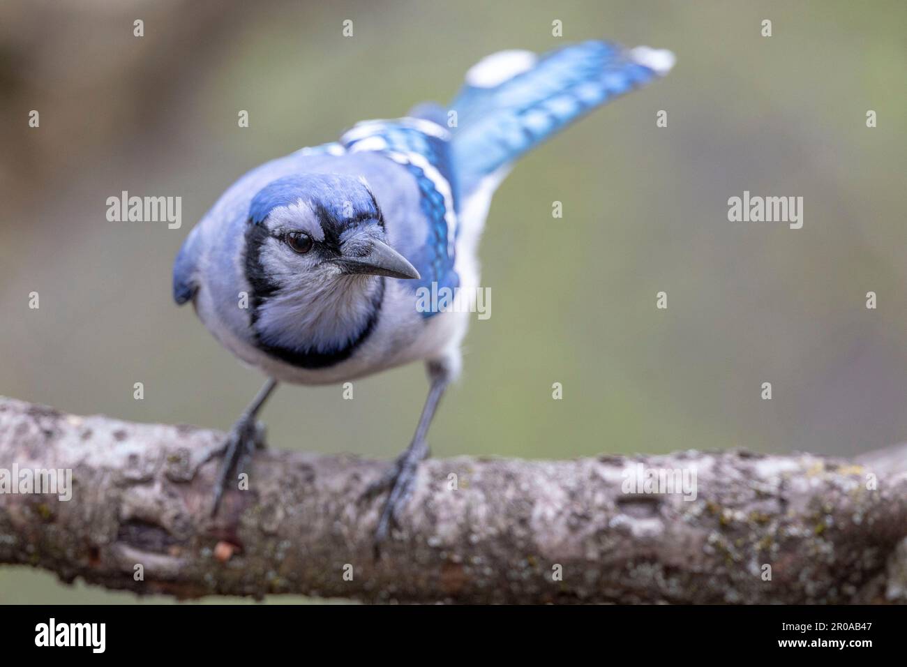 (Ottawa, Canada---07 May 2023) Blue jay at Mer Bleue Bog. Copyright ...