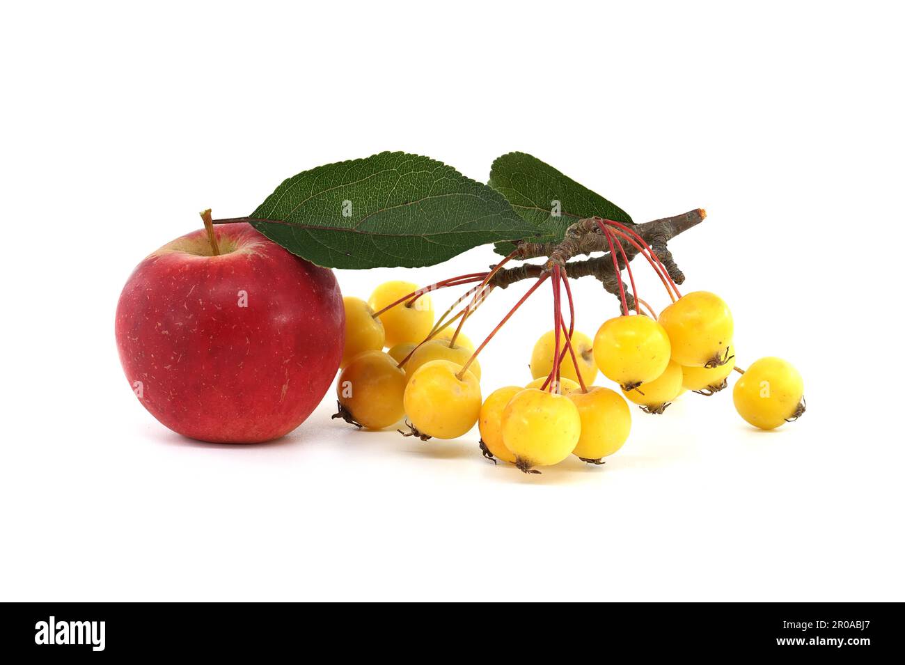 Crab apple malus sylvestris Cut Out Stock Images & Pictures - Alamy