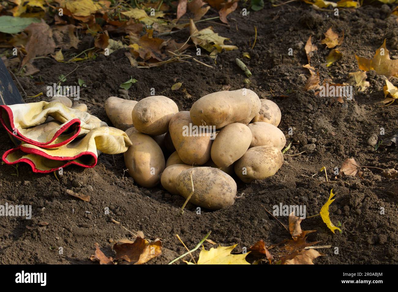 Heap of newly dug or harvested potatoes in a low angle view on rich ...