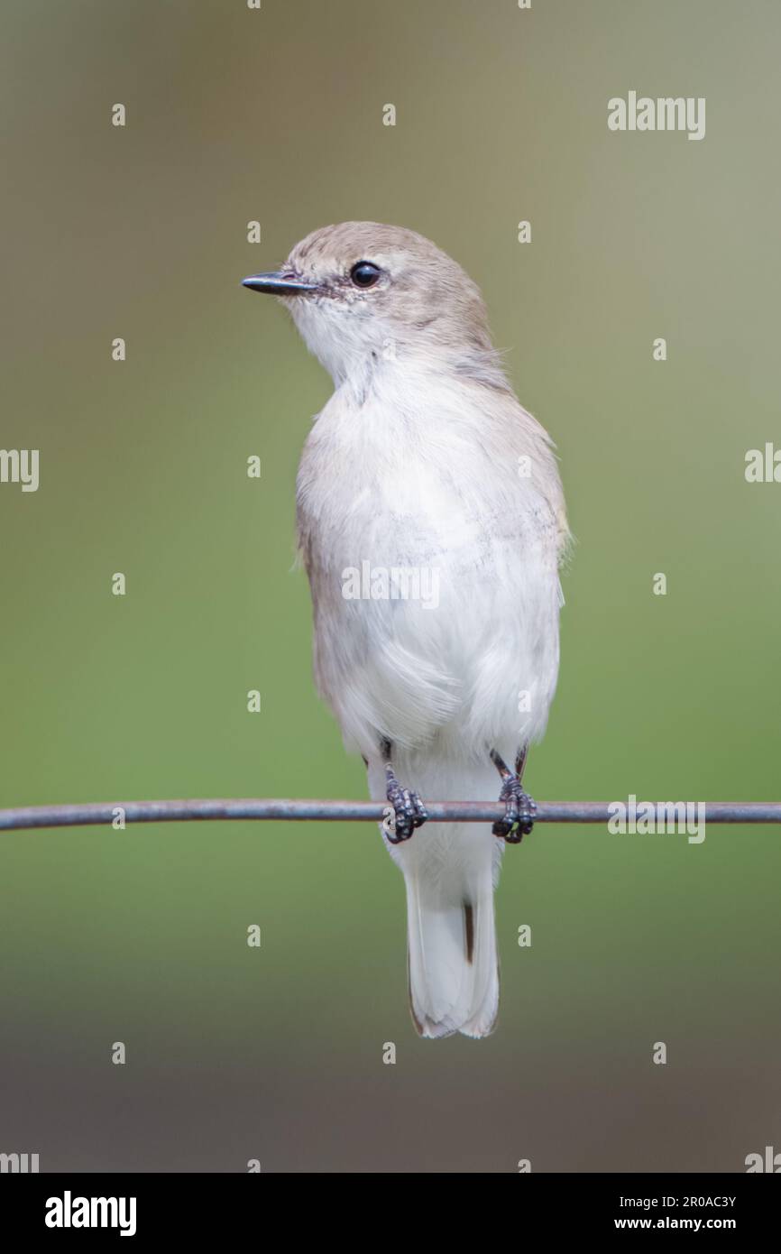 The jacky winter is a small grey-brown robin found commonly throughout ...