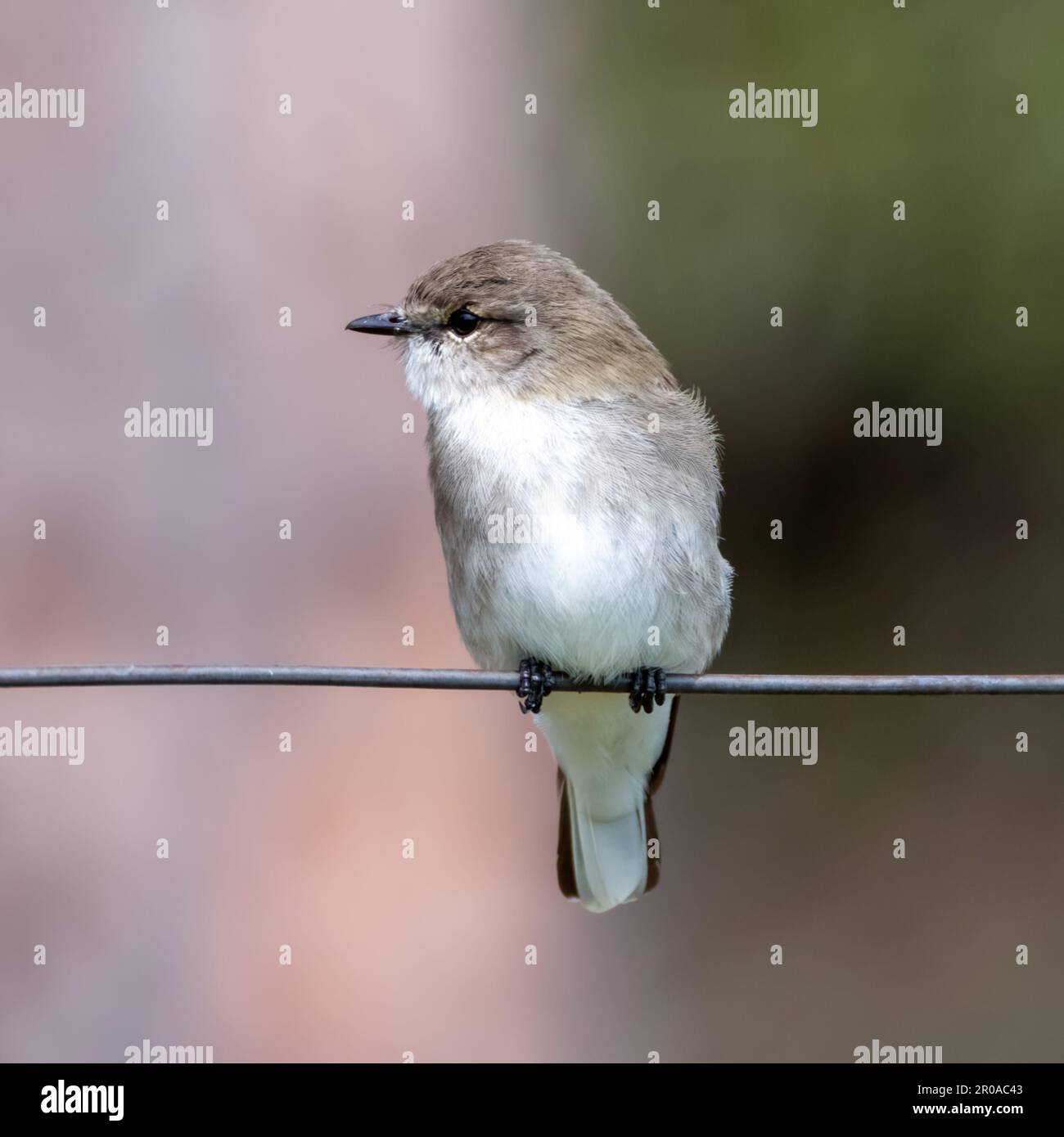 The jacky winter is a small grey-brown robin found commonly throughout ...