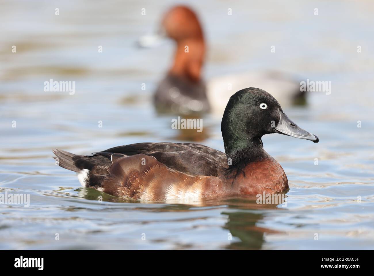 Baer's pochard or Siberian pochard (Aythya baeri) male in Japan Stock ...