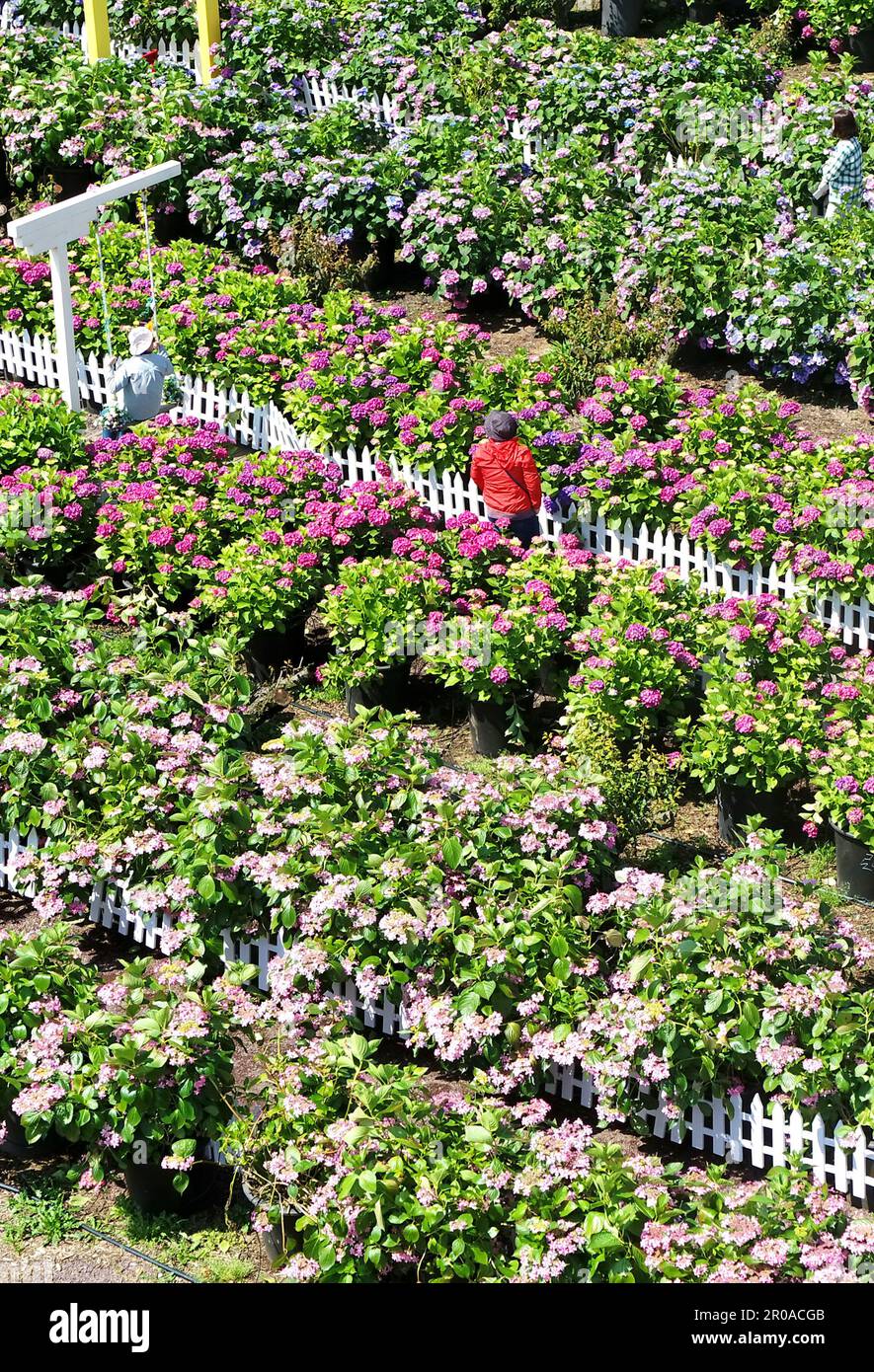 08th May, 2023. Hydrangea garden on S. Korean island A visitor takes a ...