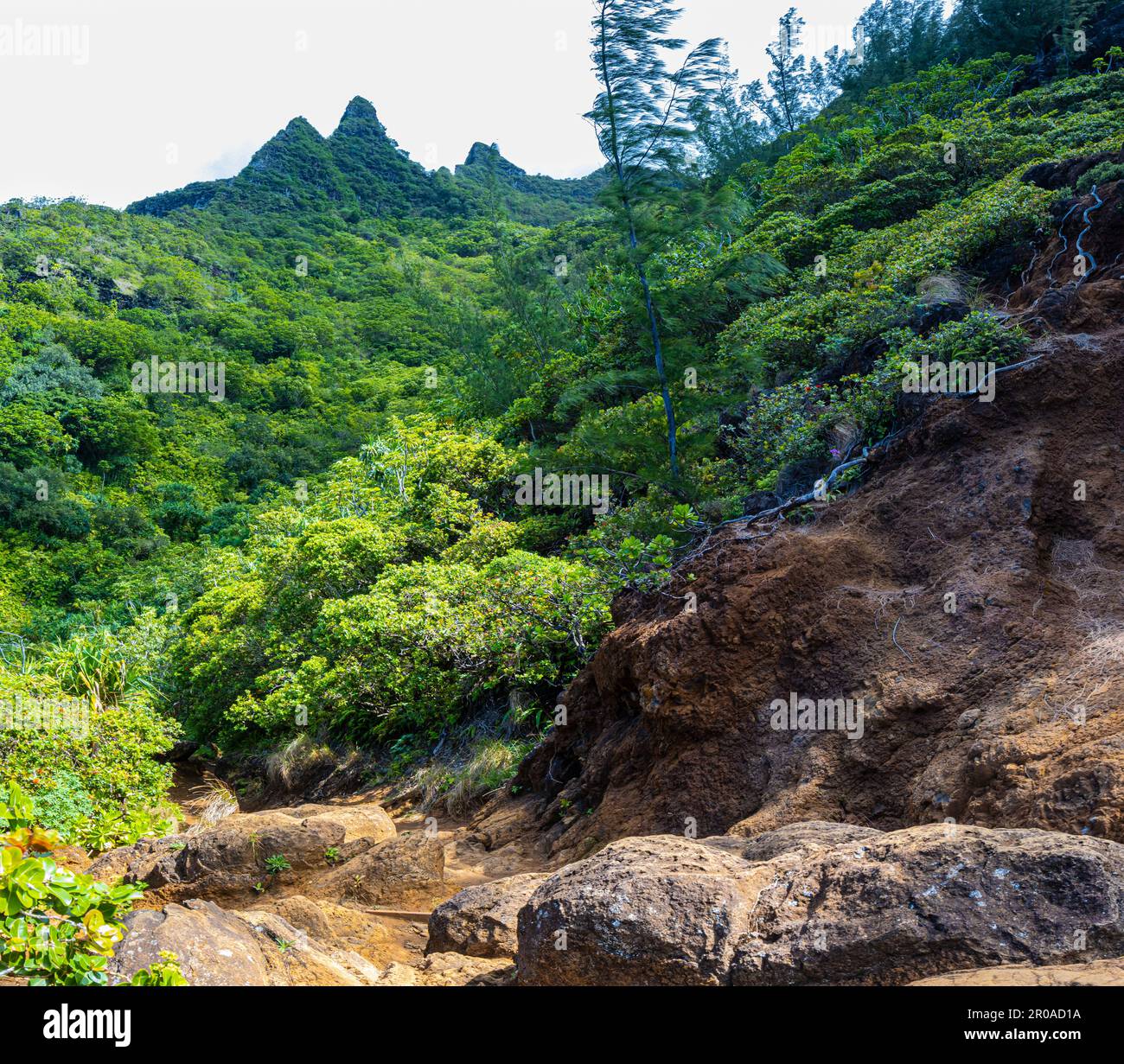 Rain Forest Views From The Kalalau Trail, Kauai, Hawaii, USA Stock ...