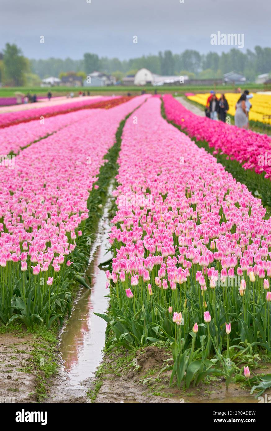 Tulip Festival Pacific Northwest. A field of tulips on a drizzly day in ...
