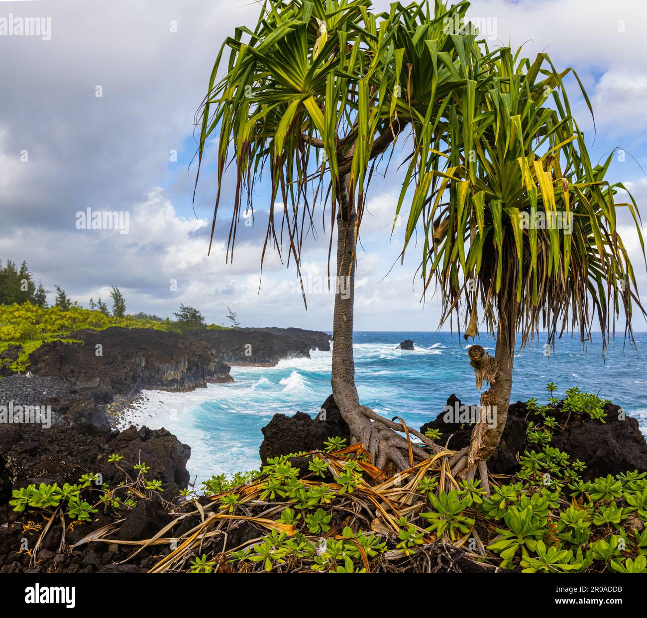 The Kipapa O Kikapi'ilani Trail, Waianapanapa State Park, Maui, Hawaii ...