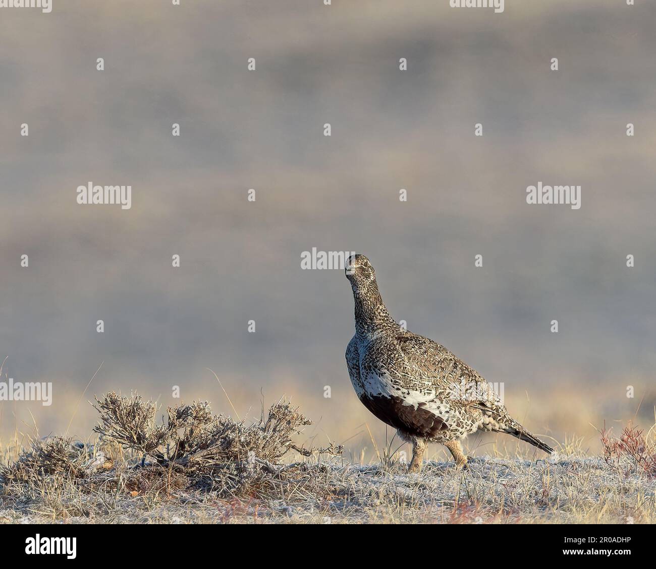 Sage hen hi-res stock photography and images - Alamy