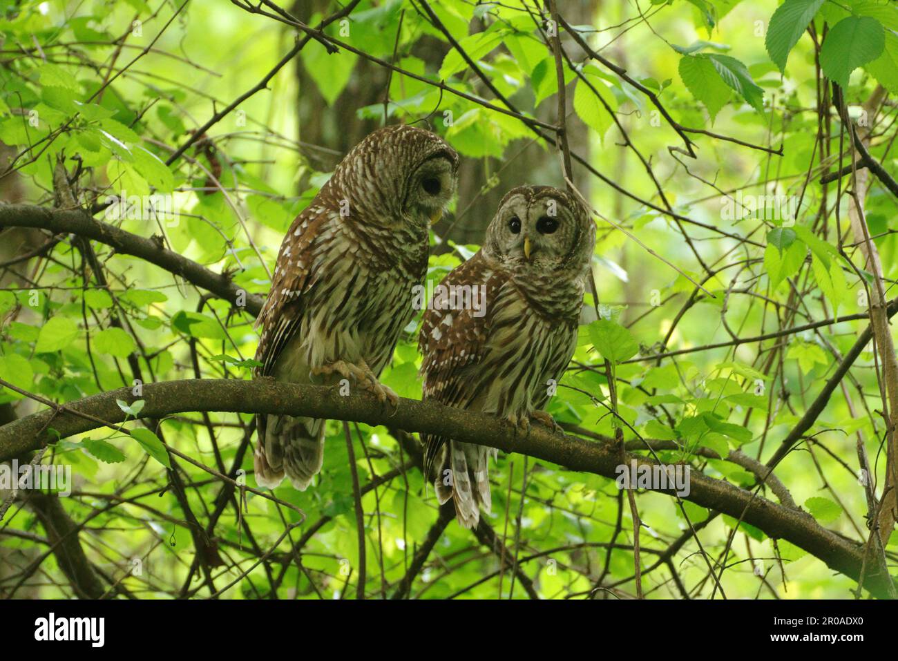 Barred owl strix varia pair hi-res stock photography and images - Alamy