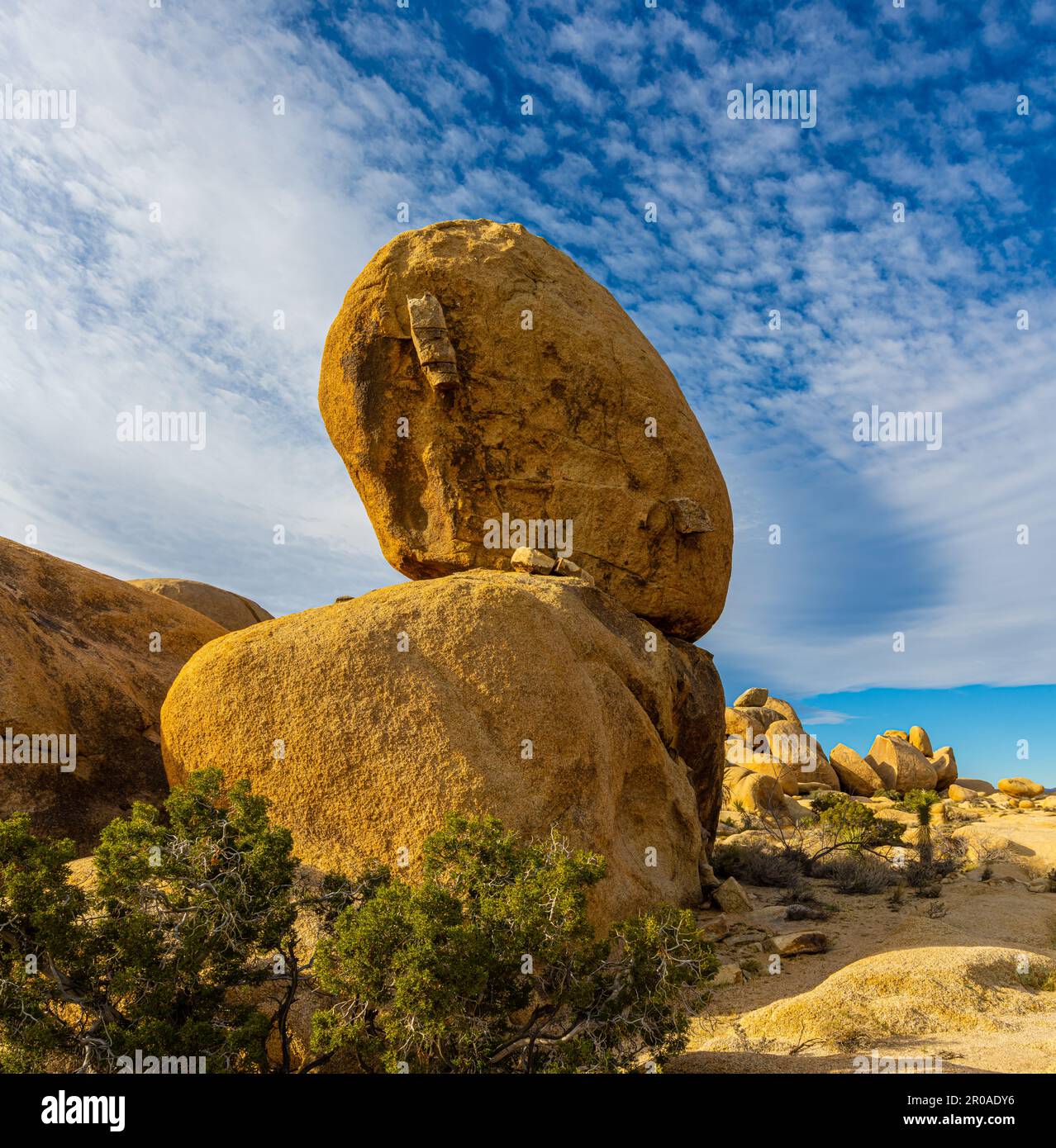 Tank tree hi-res stock photography and images - Alamy
