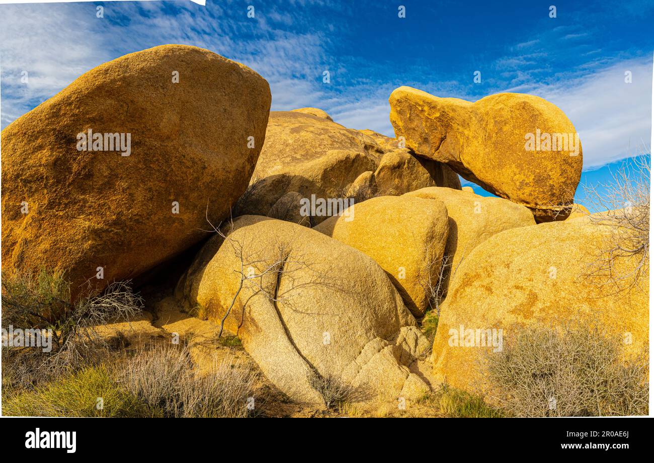 Tank tree hi-res stock photography and images - Alamy