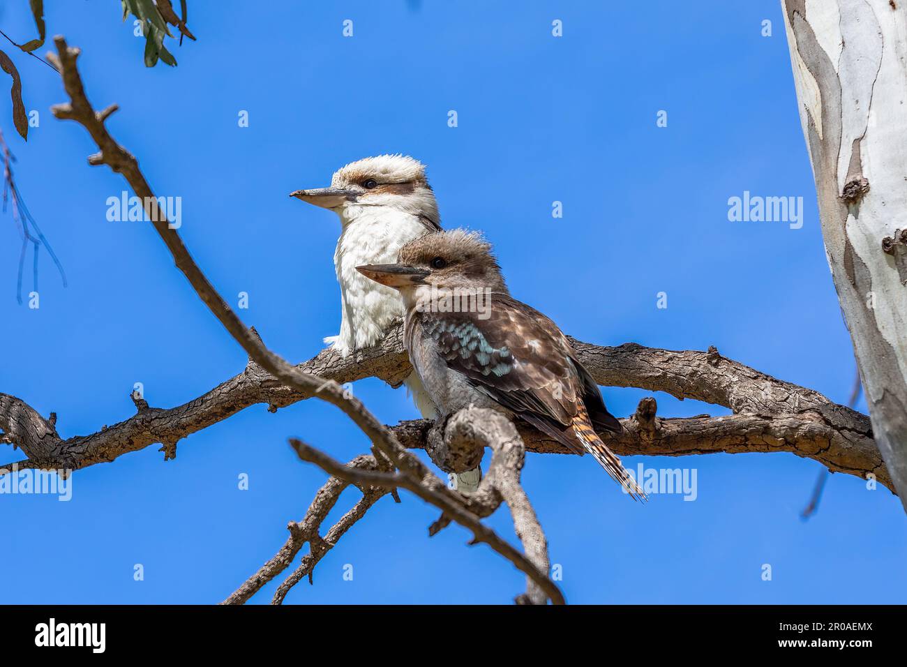 Australian Kookaburra sitting on a tree branch Stock Photo - Alamy