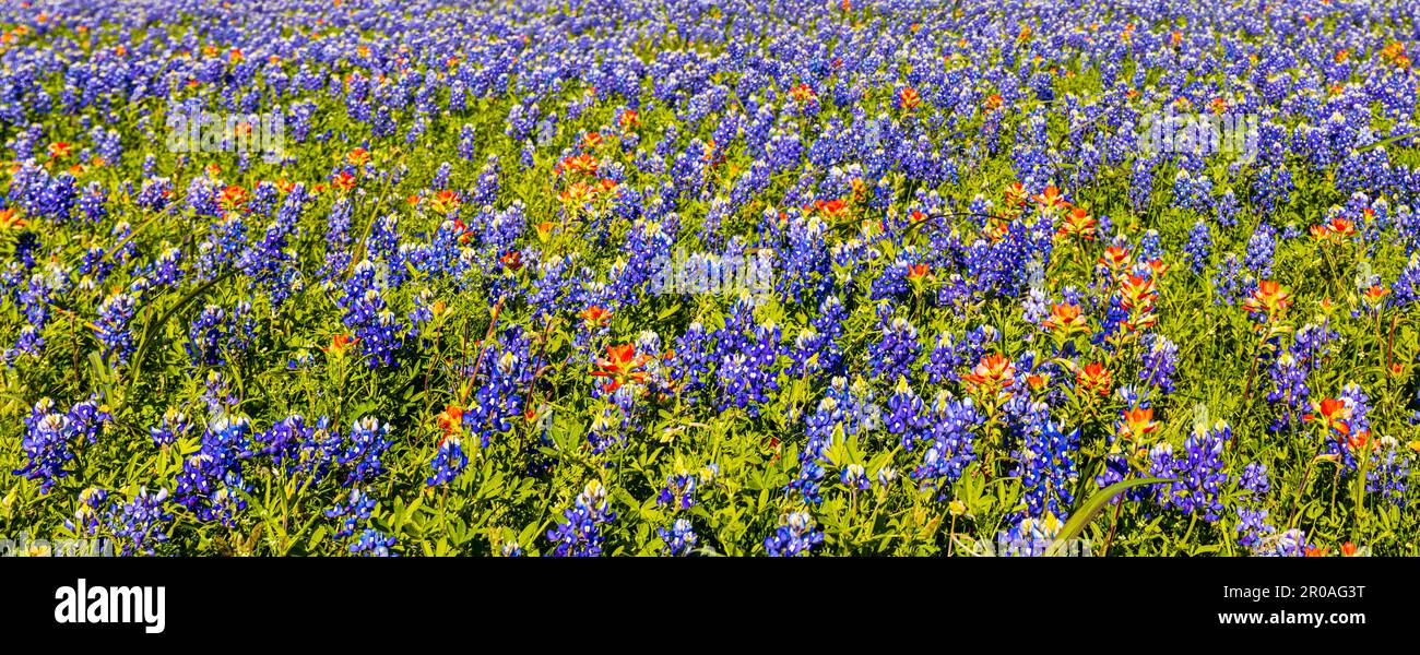 Field Full of Texas Wildflowers, Washington County, Texas USA Stock ...