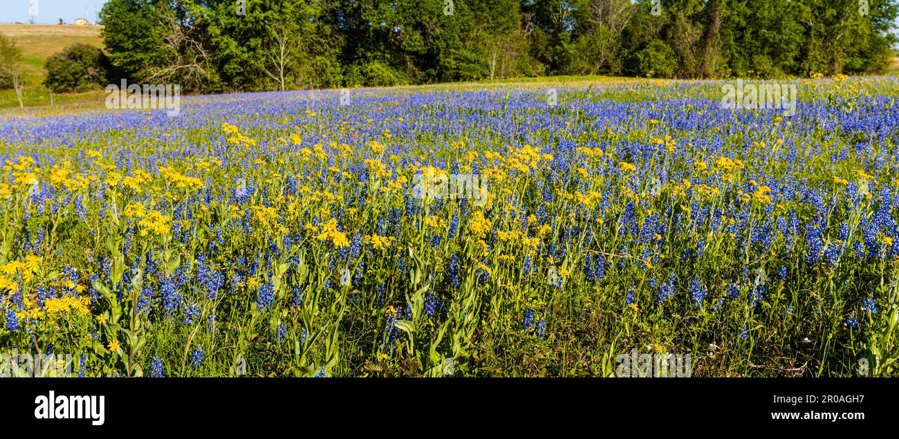Wildflowers field farm hi-res stock photography and images - Alamy