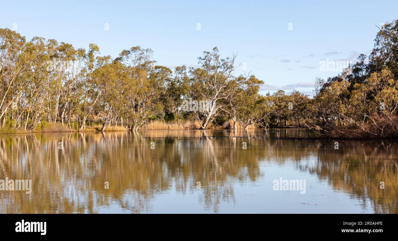 Murray River, a large river system in Australia adjoining New South ...