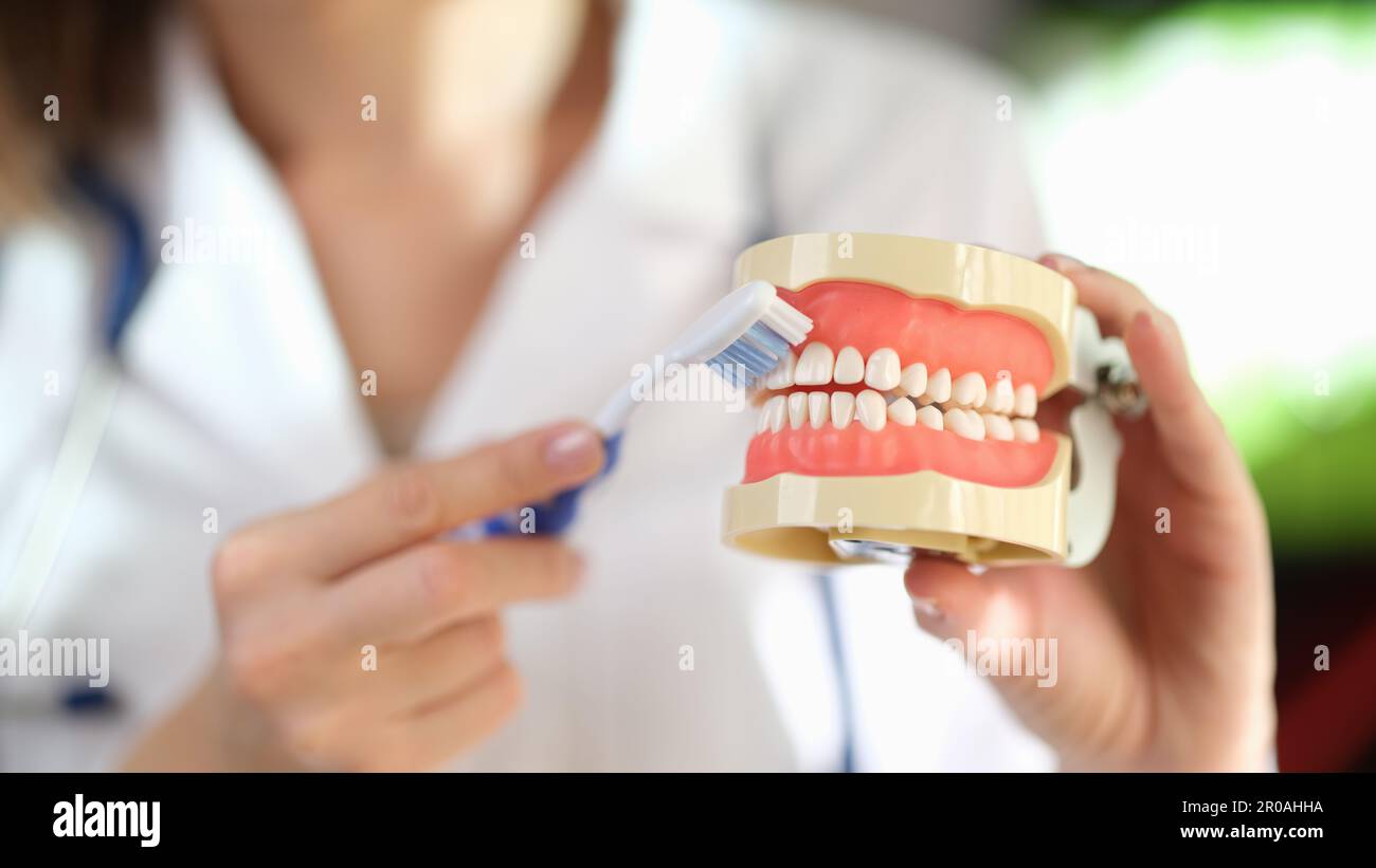 Doctor stomatologist showing how to brush teeth properly Stock Photo ...