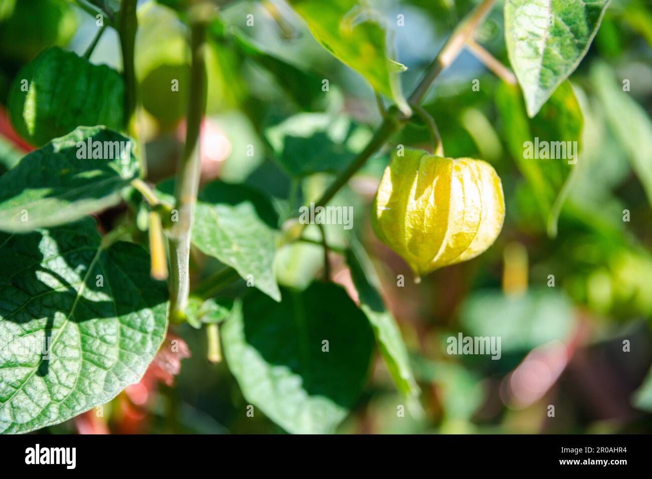 Cape gooseberry on tree. small fruit has a unique smell and taste. Cape ...