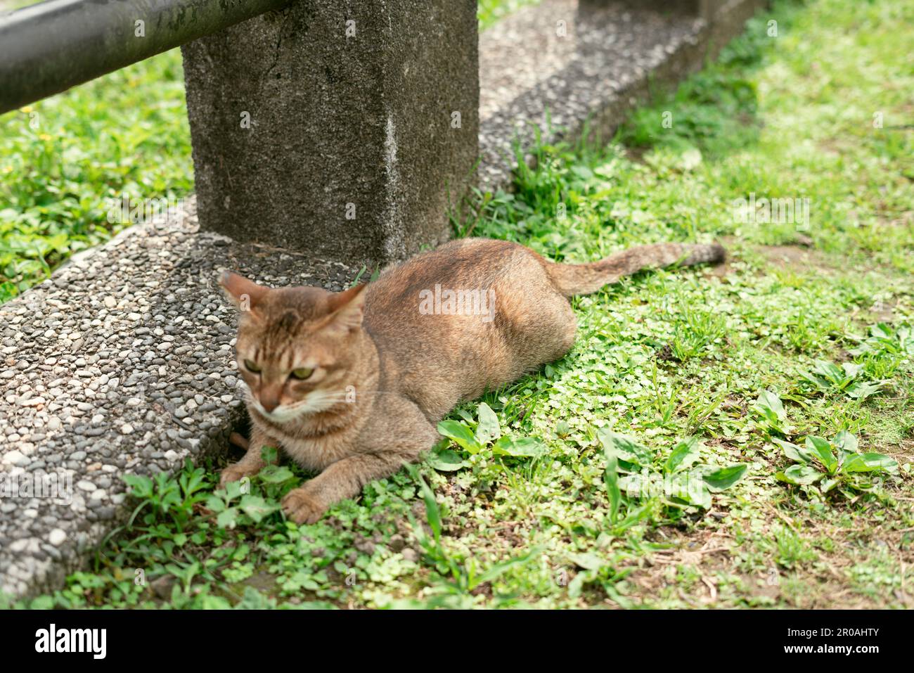 Houtong cat village in New Taipei City, Taiwan Stock Photo - Alamy