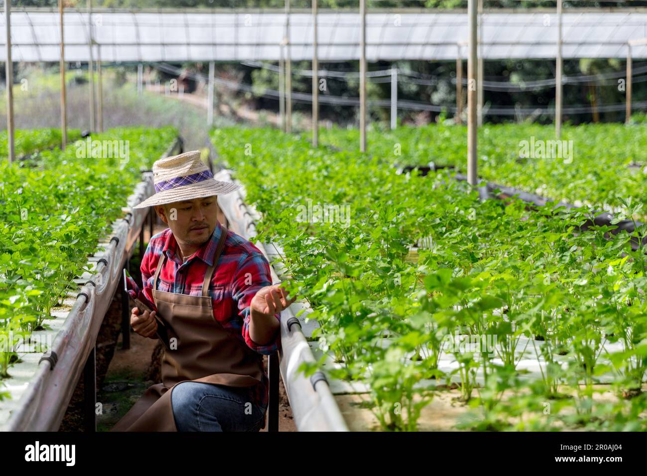 Man farmer harvest vegetables that grow in organic farm, delivery fresh ...
