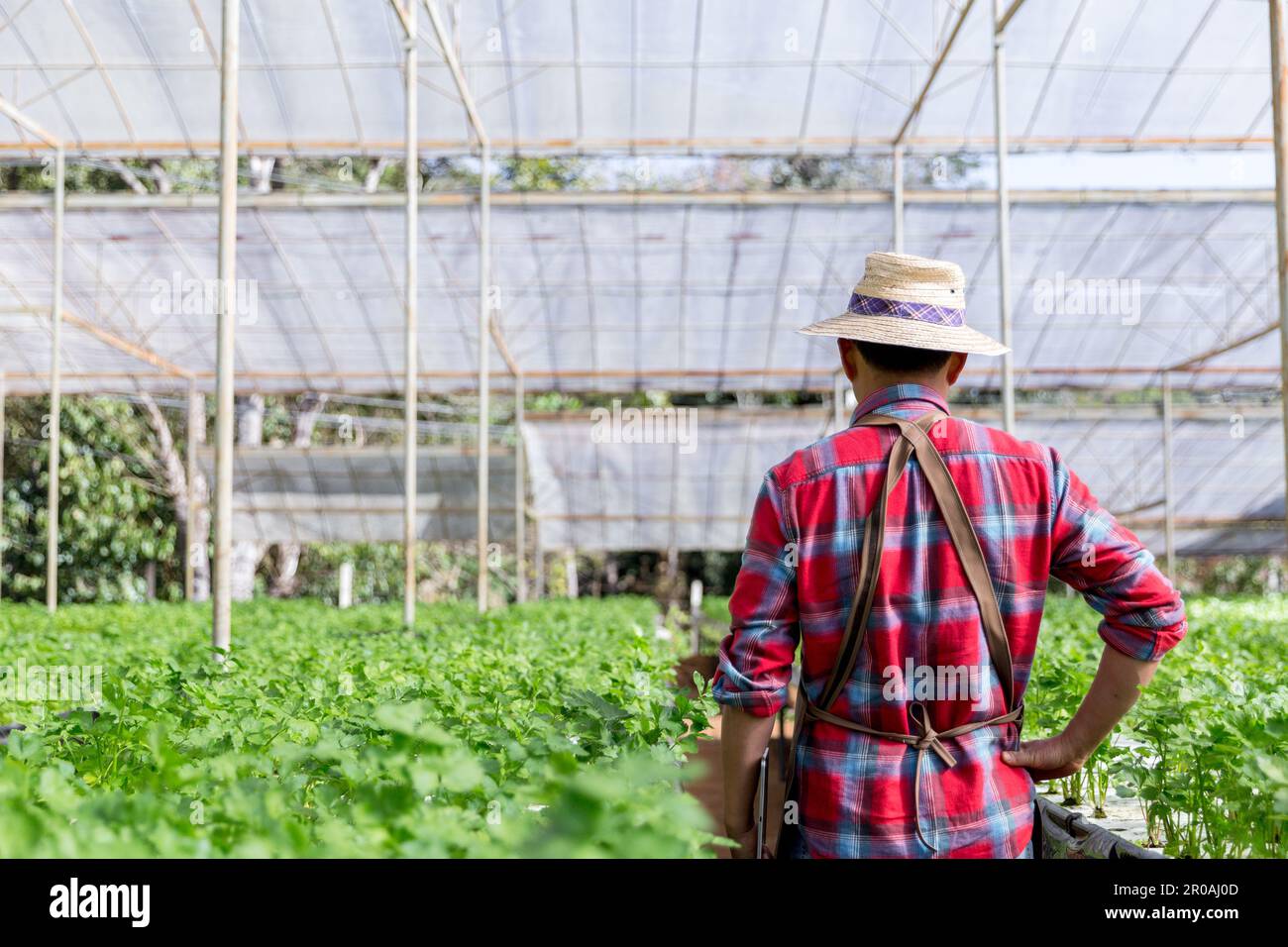 Man farmer harvest vegetables that grow in organic farm, delivery fresh ...