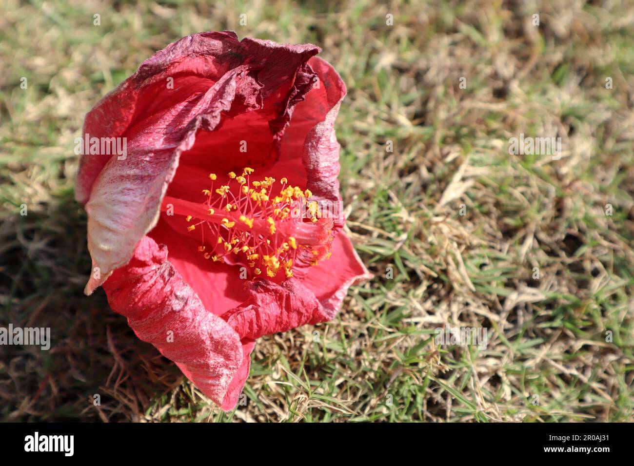 Withered Hibiscus flower. Withered petals of pink hibiscus. Spots on ...