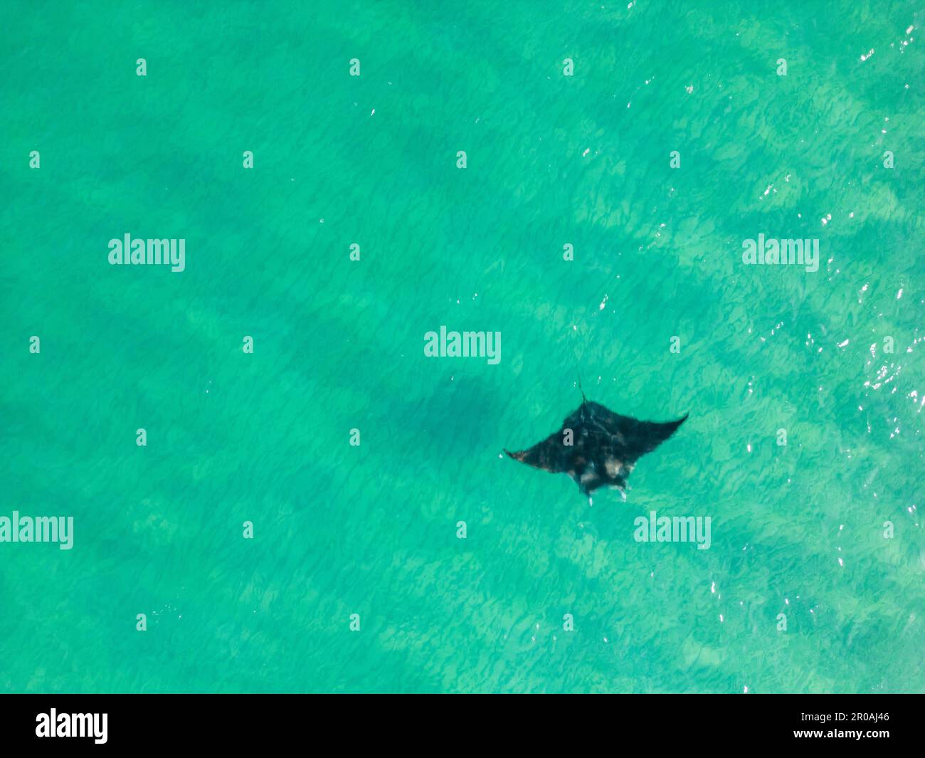 Aerial photo Manta Ray in the sea Stock Photo - Alamy