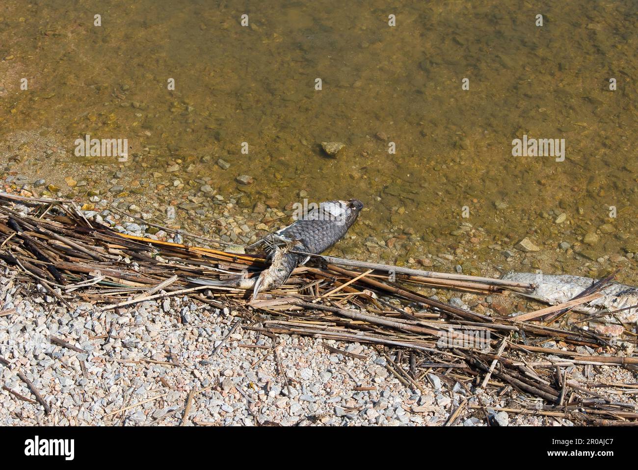 climate change, environmental pollution, dead fish on the shores of ...