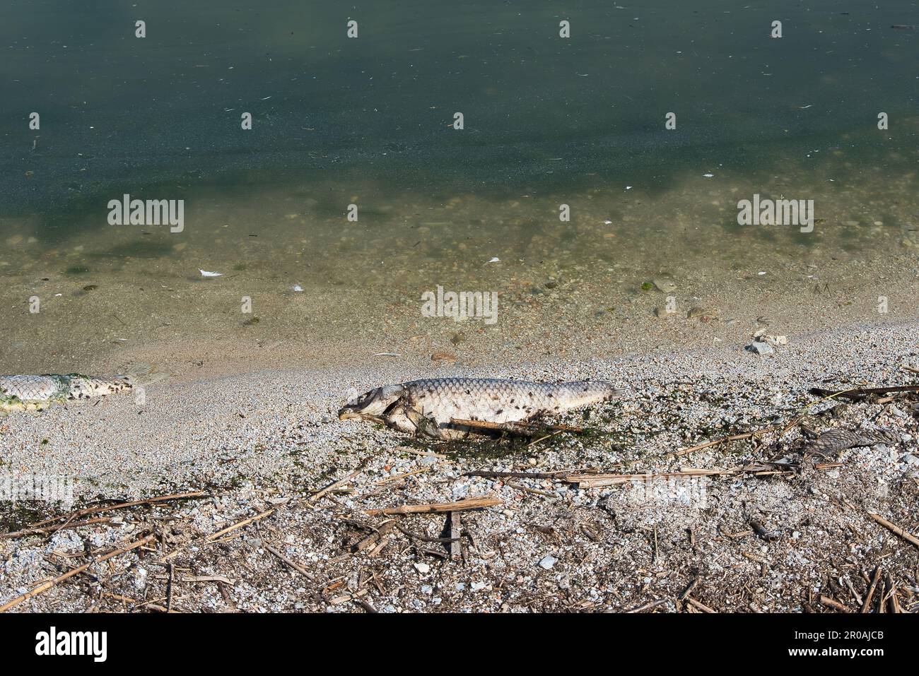 climate change, environmental pollution, dead fish on the shores of ...