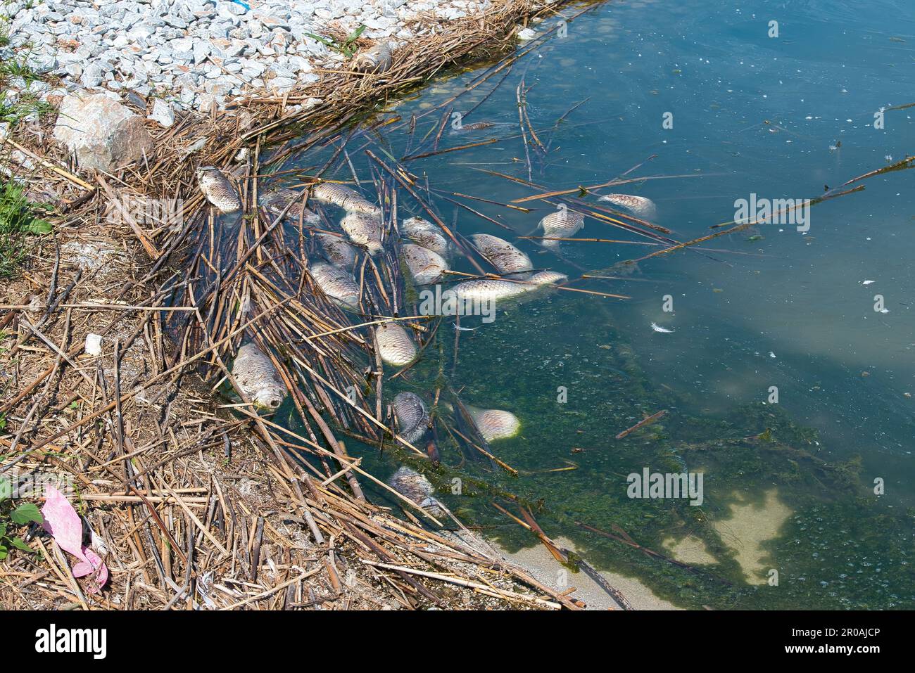 climate change, environmental pollution, dead fish on the shores of ...