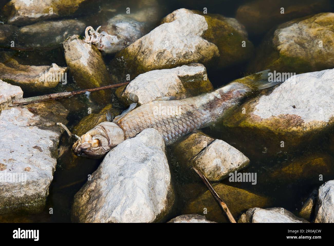 climate change, environmental pollution, dead fish on the shores of ...