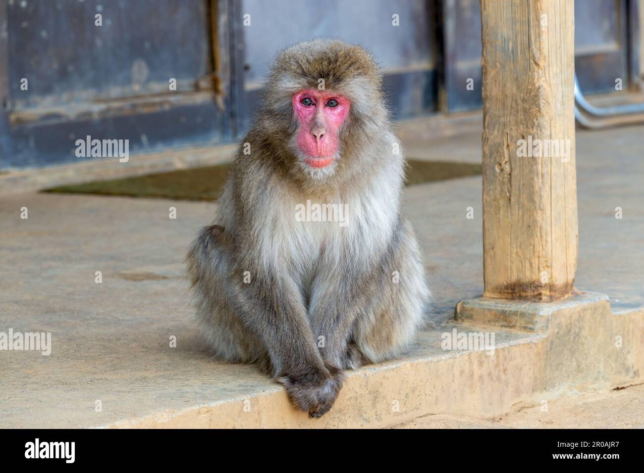 Japanese Macaque at Arashiyama Monkey Park Iwatayama in Kyoto, Japan ...