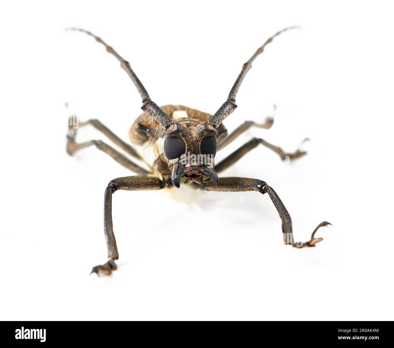 Nature, closeup and insect of longhorn beetle in studio for ecosystem ...
