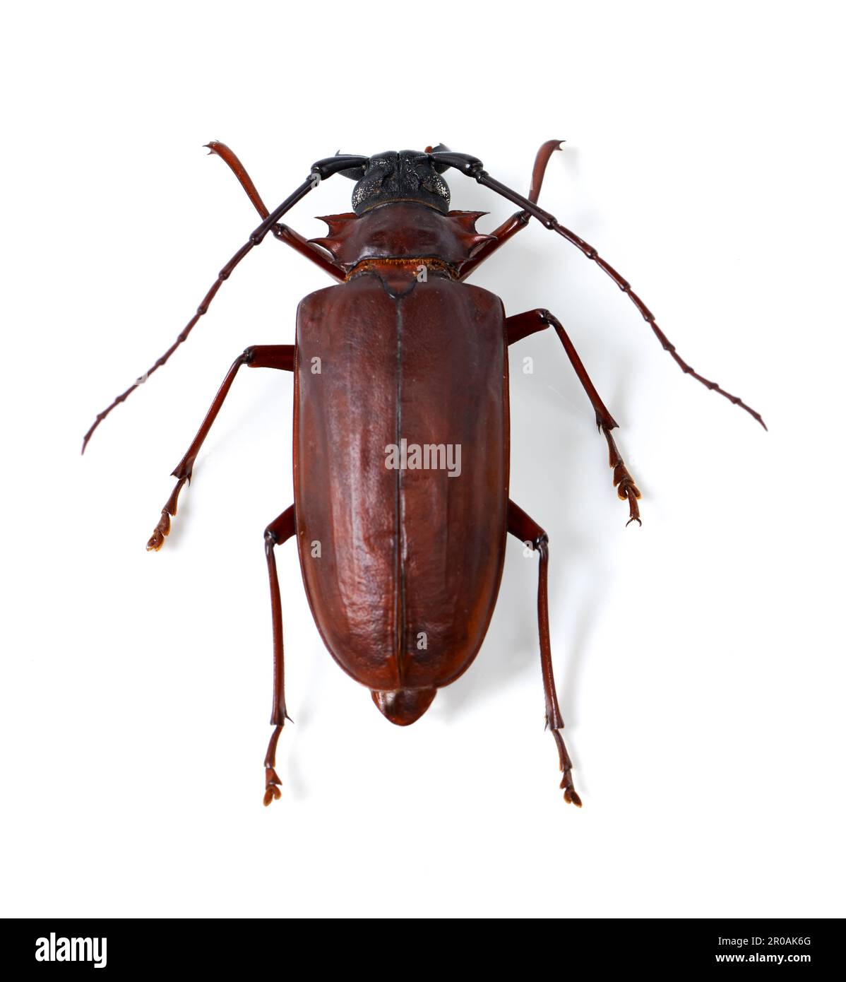 Nature, fauna and insect with closeup of beetle for environment ...