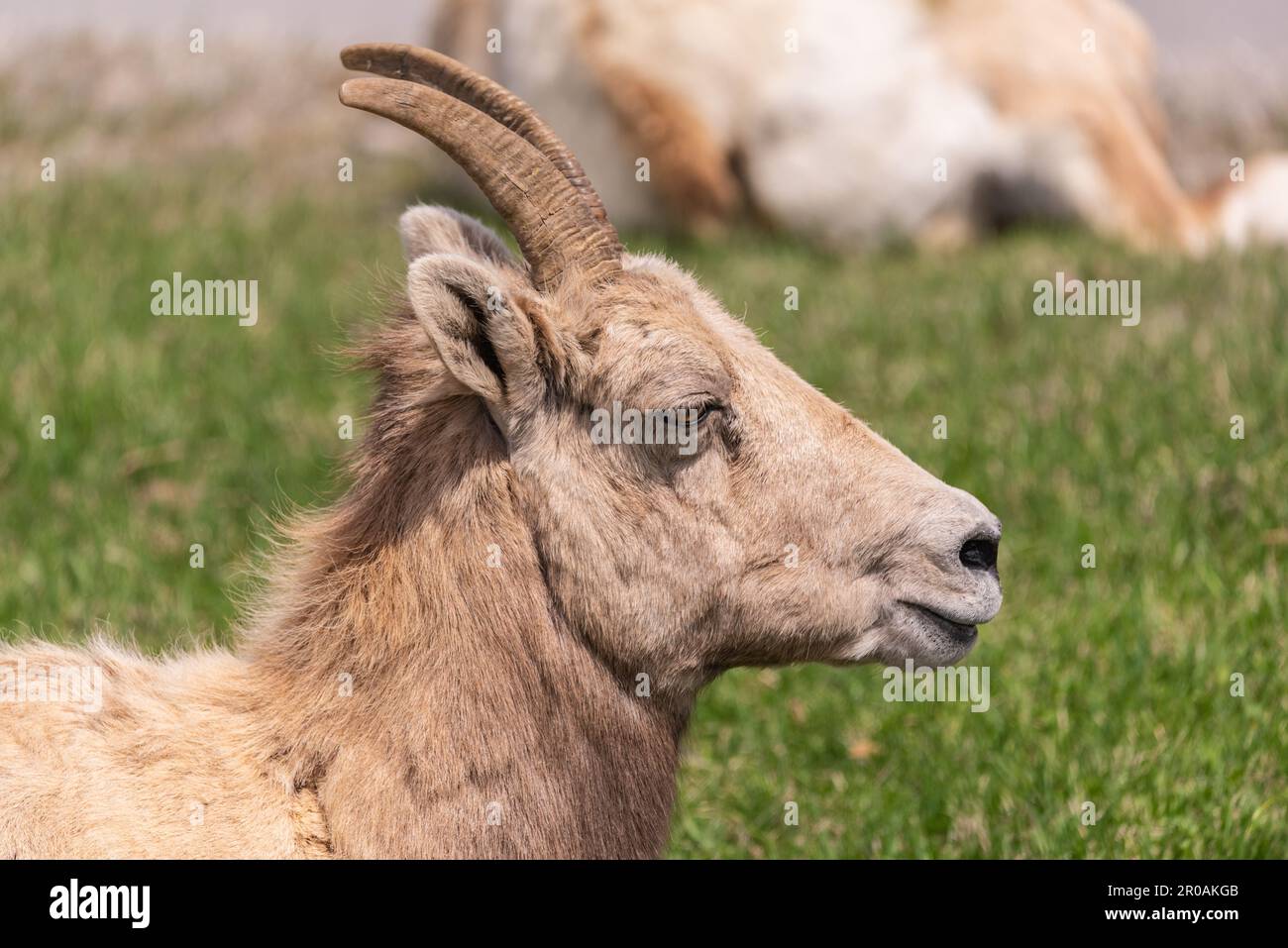 Bighorn Sheep herd seen in the mountain town in spring time. Spotted in ...
