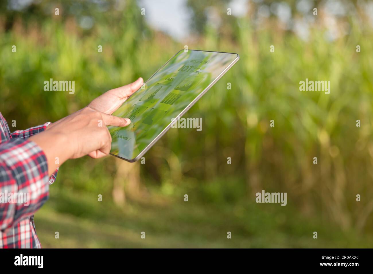 Farmer in corn field using digital tablet for smart farming. Innovation ...