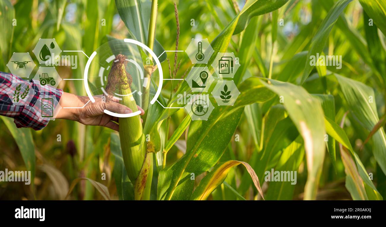 Farmer in corn field using digital tablet for smart farming. Innovation ...