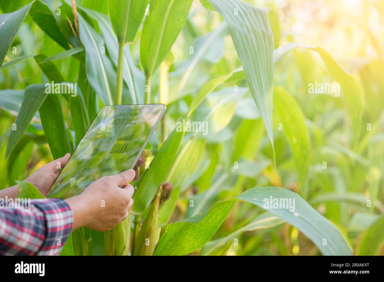 Farmer in corn field using digital tablet for smart farming. Innovation ...