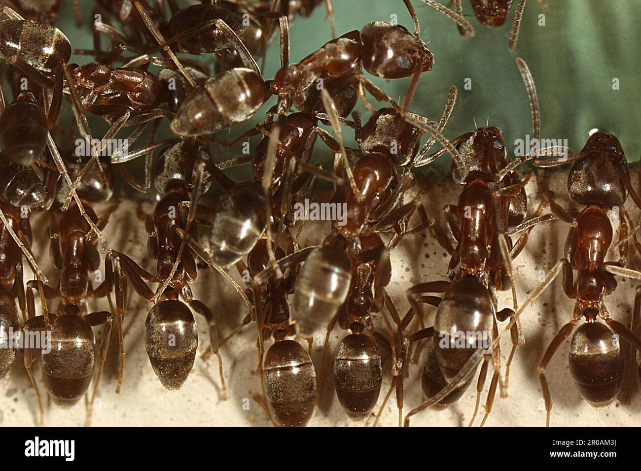 Linepithema argentine ant hi-res stock photography and images - Alamy