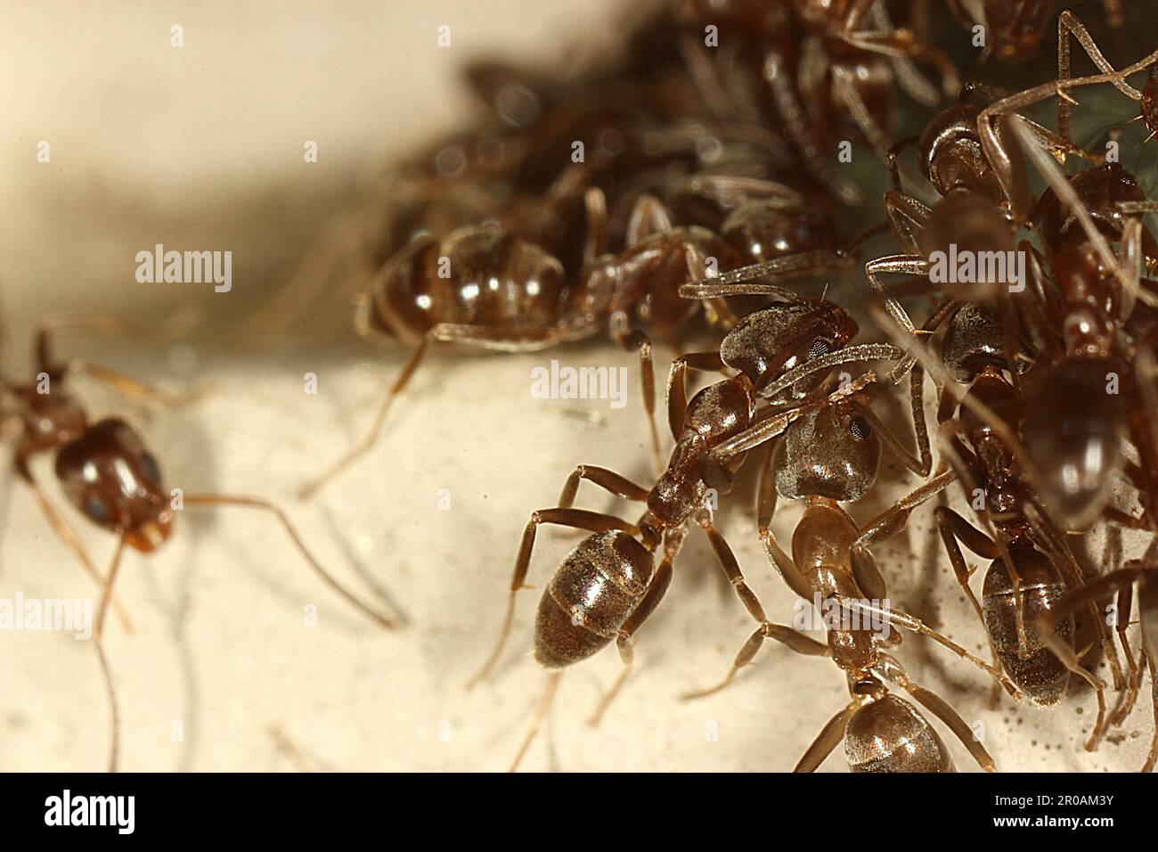 Argentine ants hi-res stock photography and images - Alamy