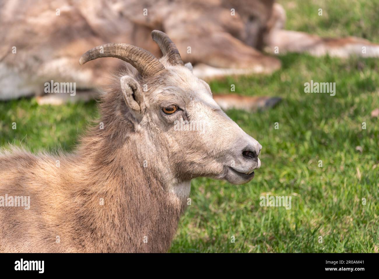 Bighorn Sheep herd seen in the mountain town in spring time. Spotted in ...