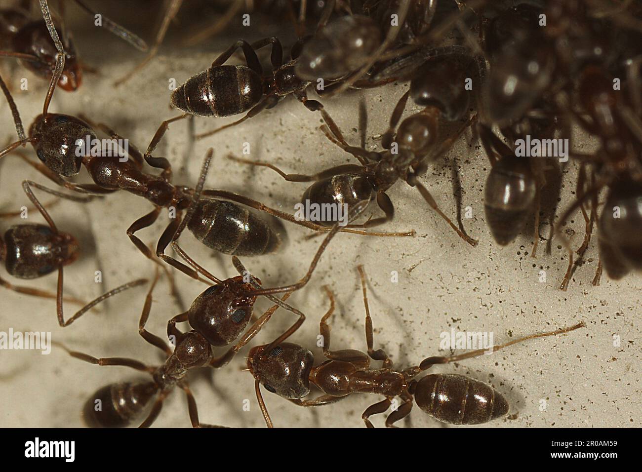 Argentine ants (Linepithema humile Stock Photo - Alamy