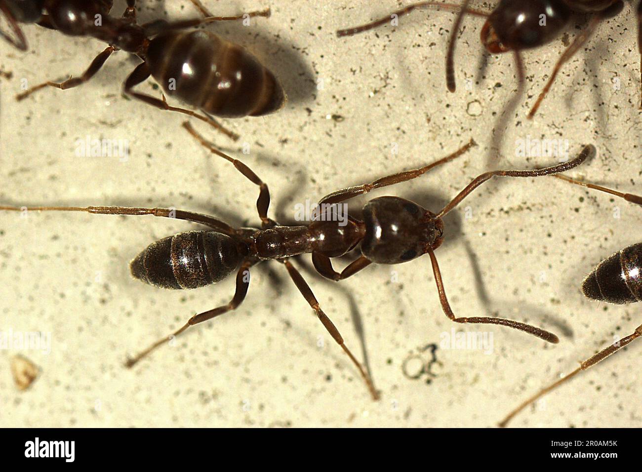 Argentine ants (Linepithema humile Stock Photo - Alamy