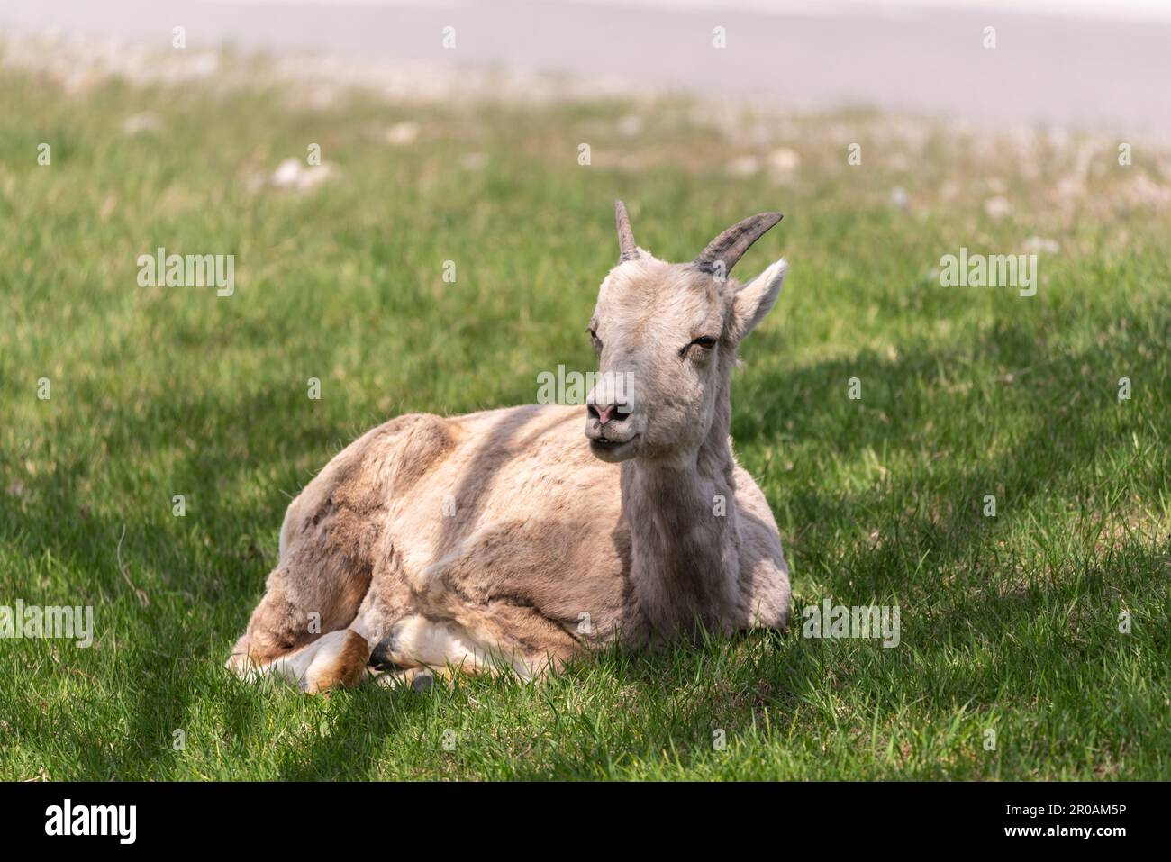 Bighorn Sheep herd seen in the mountain town in spring time. Spotted in ...
