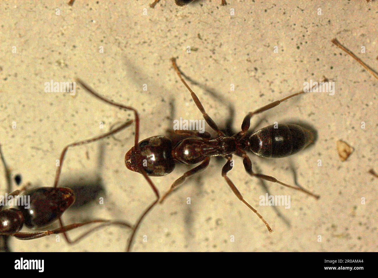 Argentine ants (Linepithema humile Stock Photo - Alamy