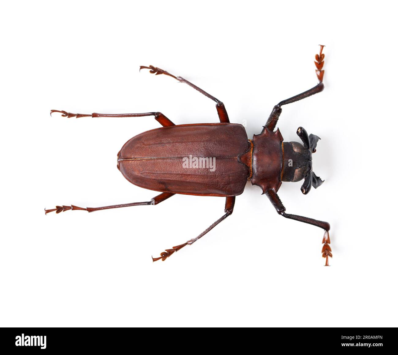 Bug, insect and closeup of titan beetle in studio for environment ...