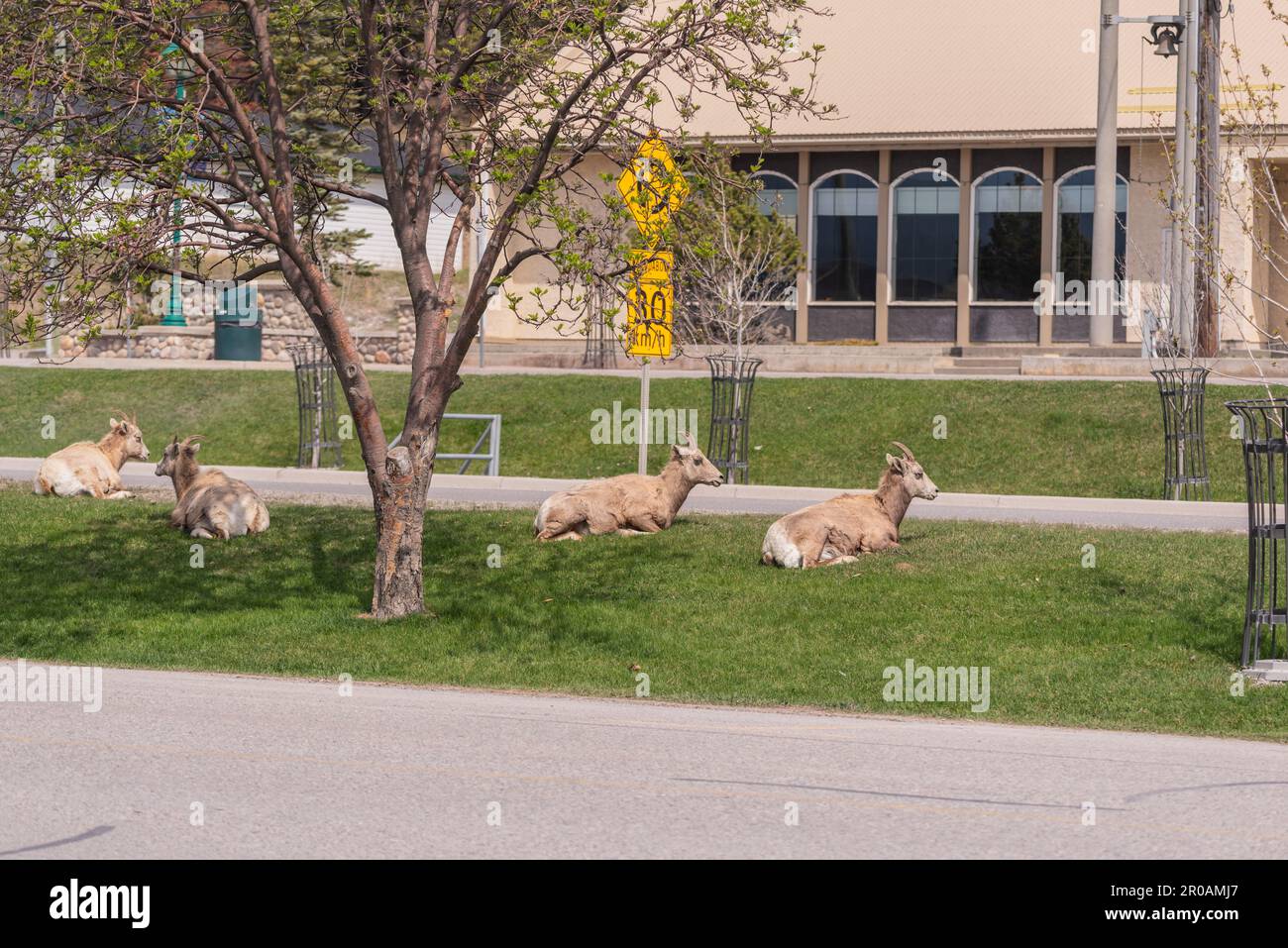 Bighorn Sheep herd seen in the mountain town in spring time. Spotted in ...