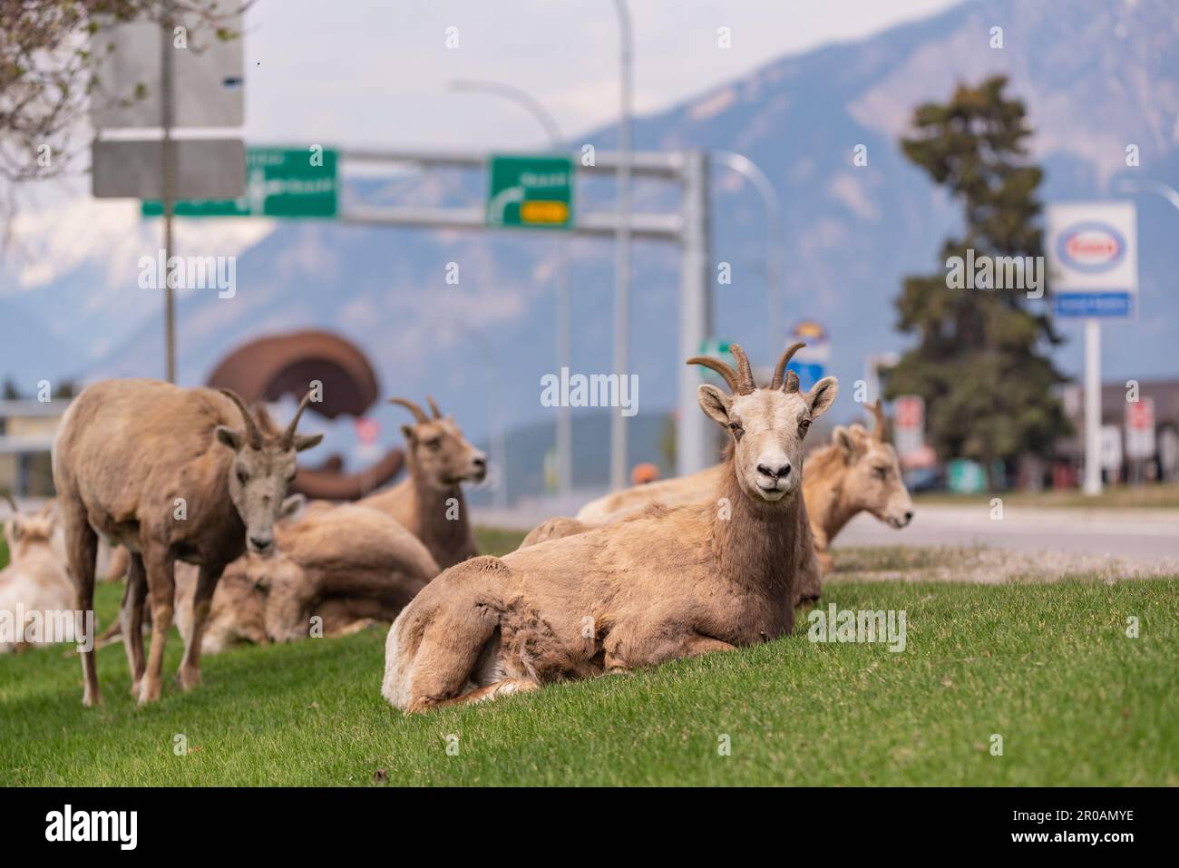 Bighorn Sheep herd seen in the mountain town in spring time. Spotted in ...