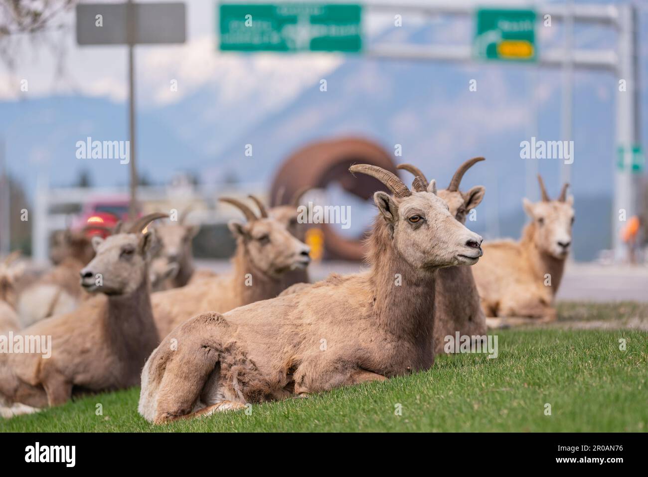 Bighorn Sheep herd seen in the mountain town in spring time. Spotted in ...