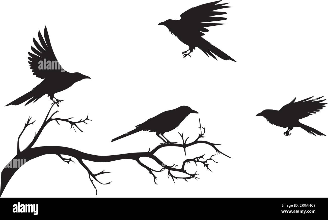 Raven bird on branch, vector. Raven bird illustration isolated on white ...